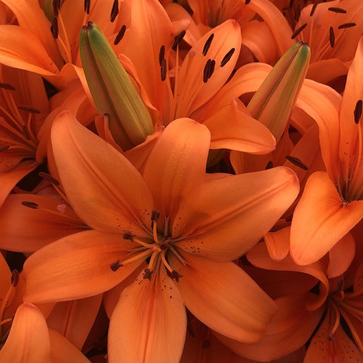 Lilium X Matrix Orange Asiatic Lily | SiteOne