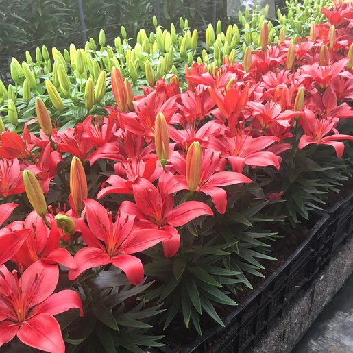 Lilium X Matrix Red Asiatic Lily | SiteOne