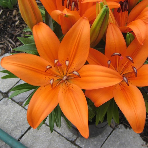 Lilium X Matrix Orange Asiatic Lily | SiteOne