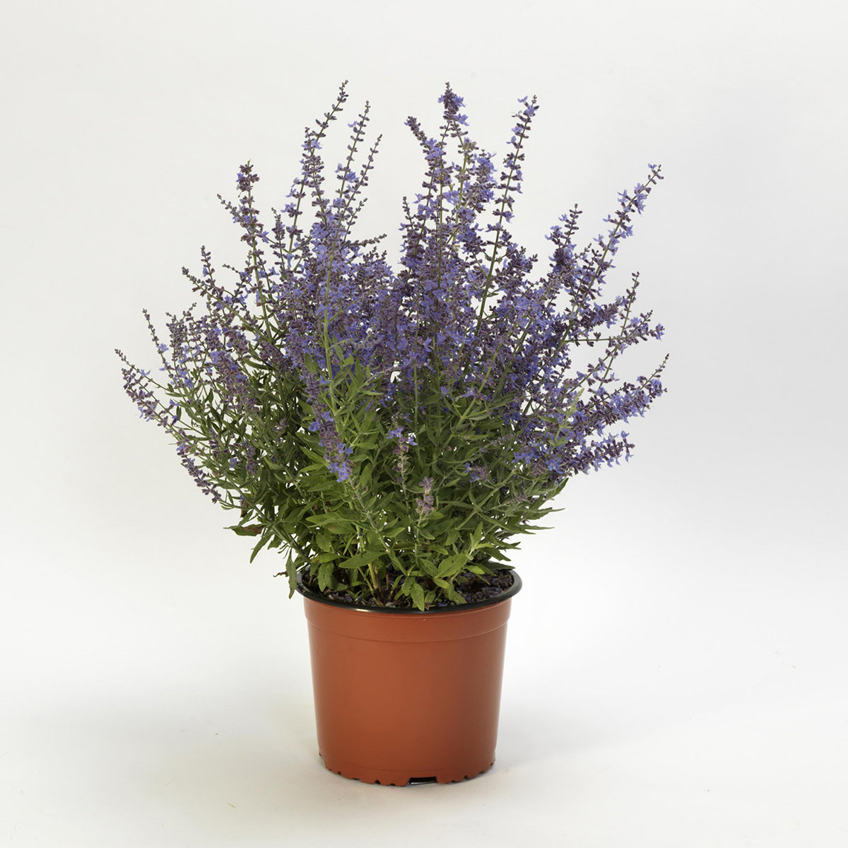 Perovskia Atriplicifolia Bluesette Russian Sage | SiteOne