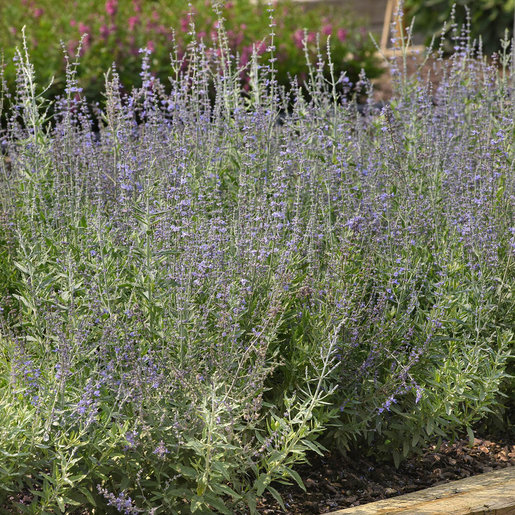Perovskia Atriplicifolia Bluesette Russian Sage | SiteOne