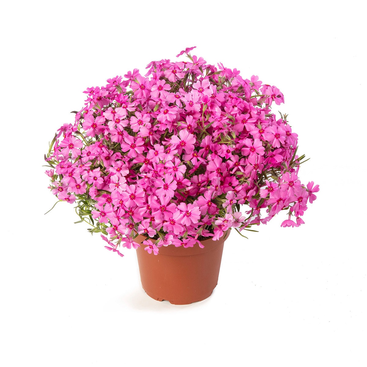Phlox Subulata GoldiPhlox Cherry Creeping Phlox | SiteOne