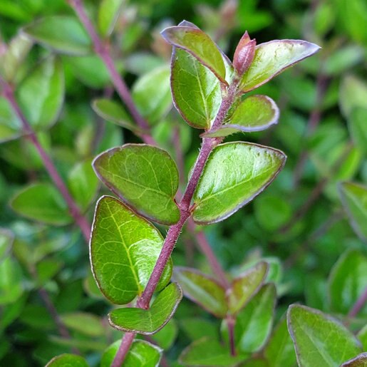 Lonicera Nitida Garden Clouds Copper Glow Bush Honeysuc | SiteOne
