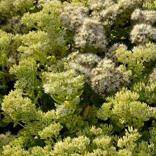 Hylotelephium (Sedum) Spectabile Iceberg Stonecrop | SiteOne
