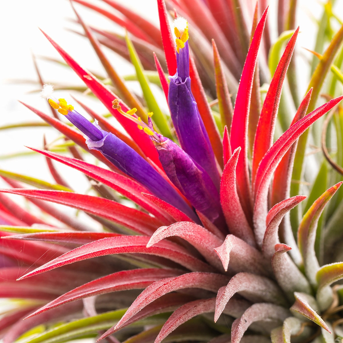 Tillandsia Ionantha Rubra Air Plant | SiteOne