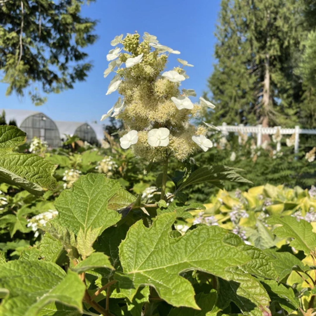 Hydrangea Quercifolia Toy Soldier Oakleaf Hydrangea | SiteOne