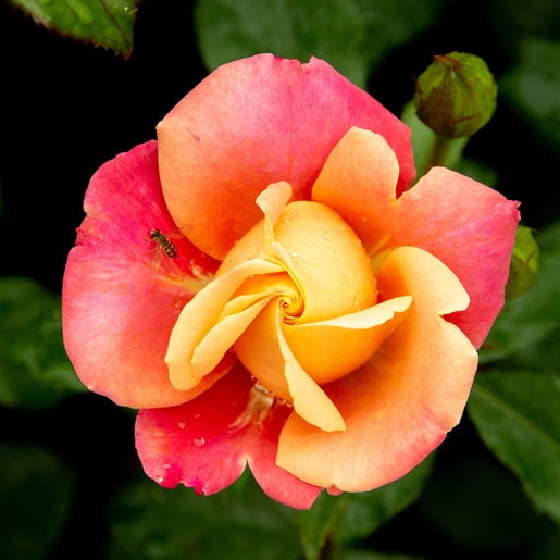 Rosa Floribunda Polynesian Punch Shrub Rose | SiteOne