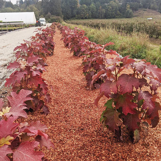 Hydrangea Quercifolia Toy Soldier Oakleaf Hydrangea | SiteOne