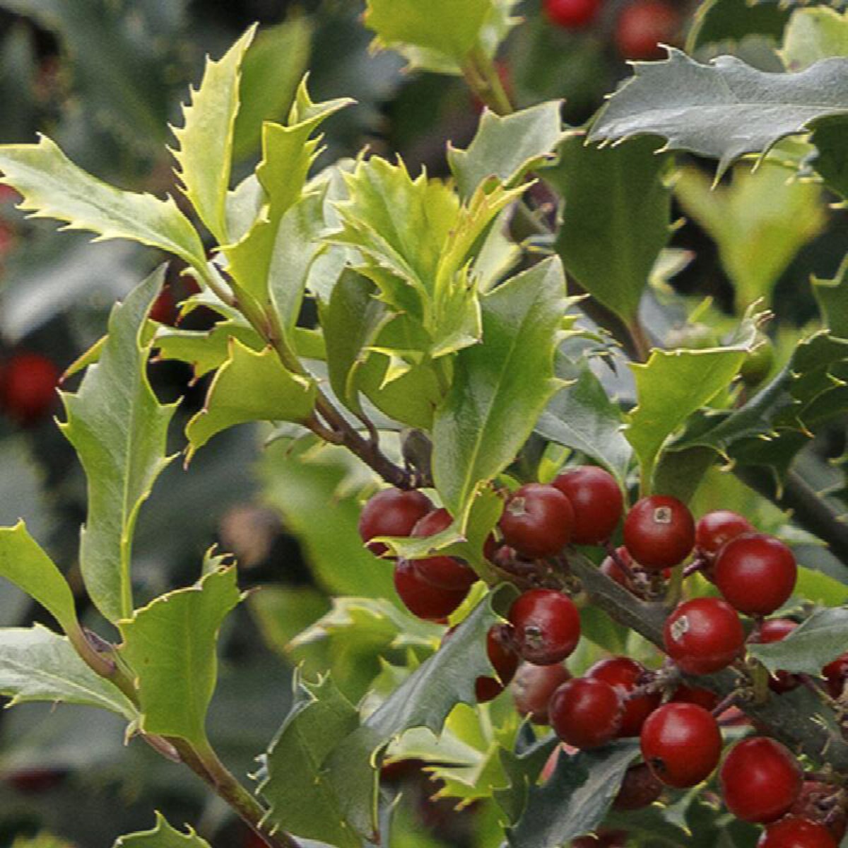 Ilex X Meserveae Magical Amore Holly | SiteOne