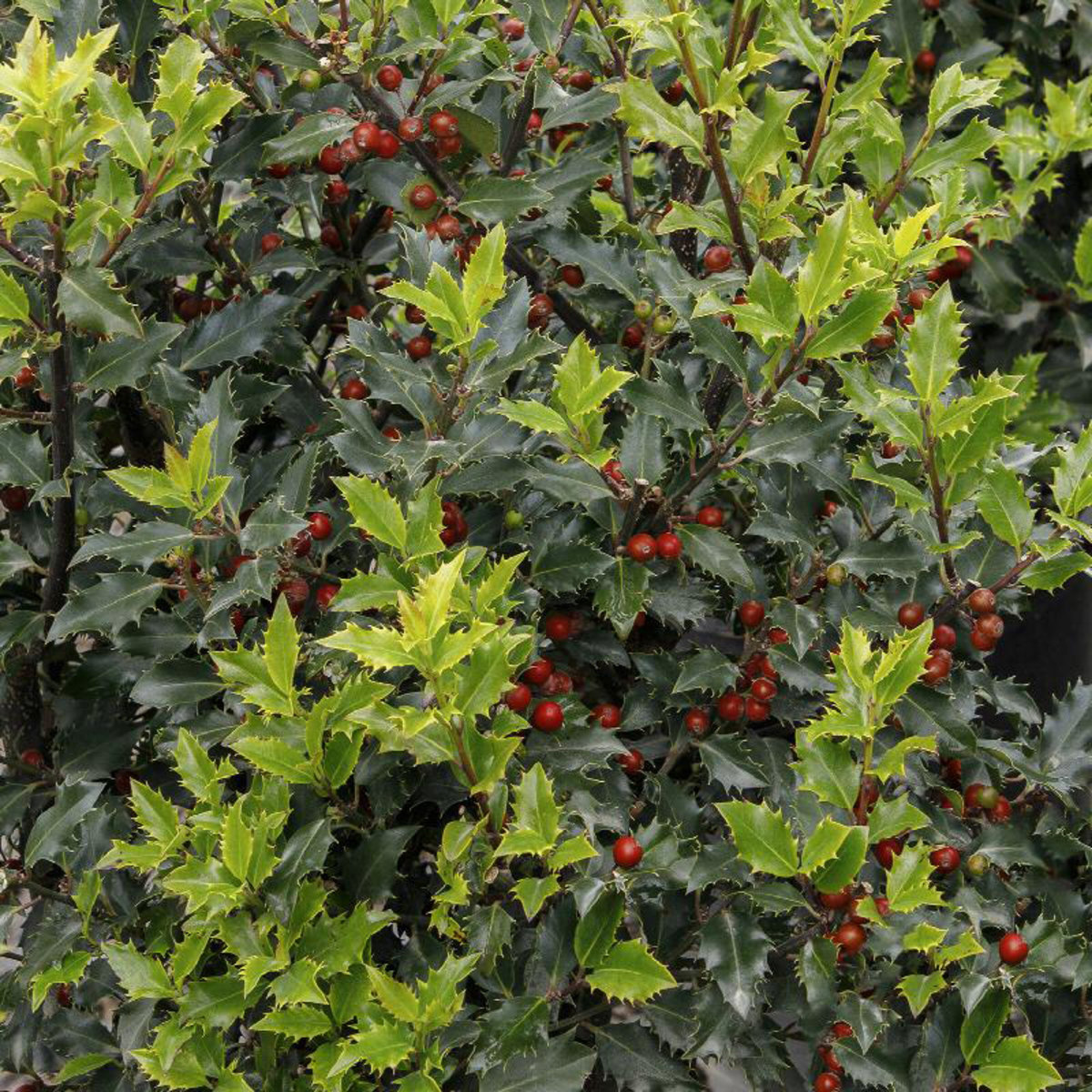 Ilex X Meserveae Magical Amore Holly | SiteOne