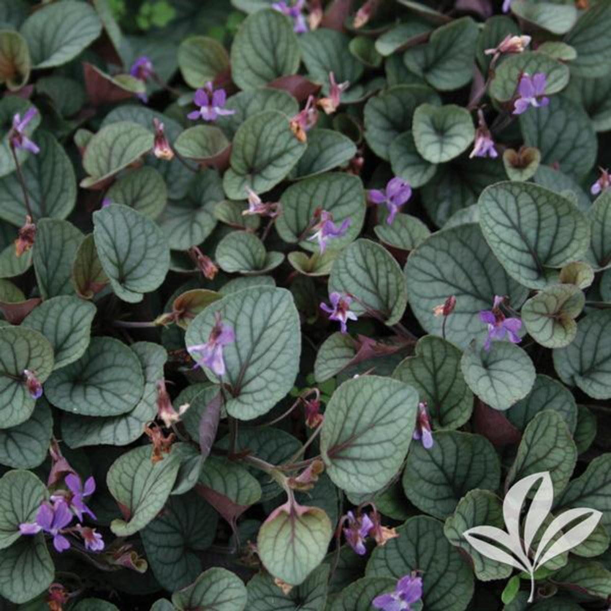 Viola Walterii Silver Gem Violet | SiteOne