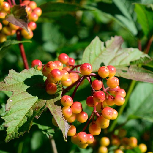 Viburnum Opulus var. Americanum American Cranberrybush | SiteOne