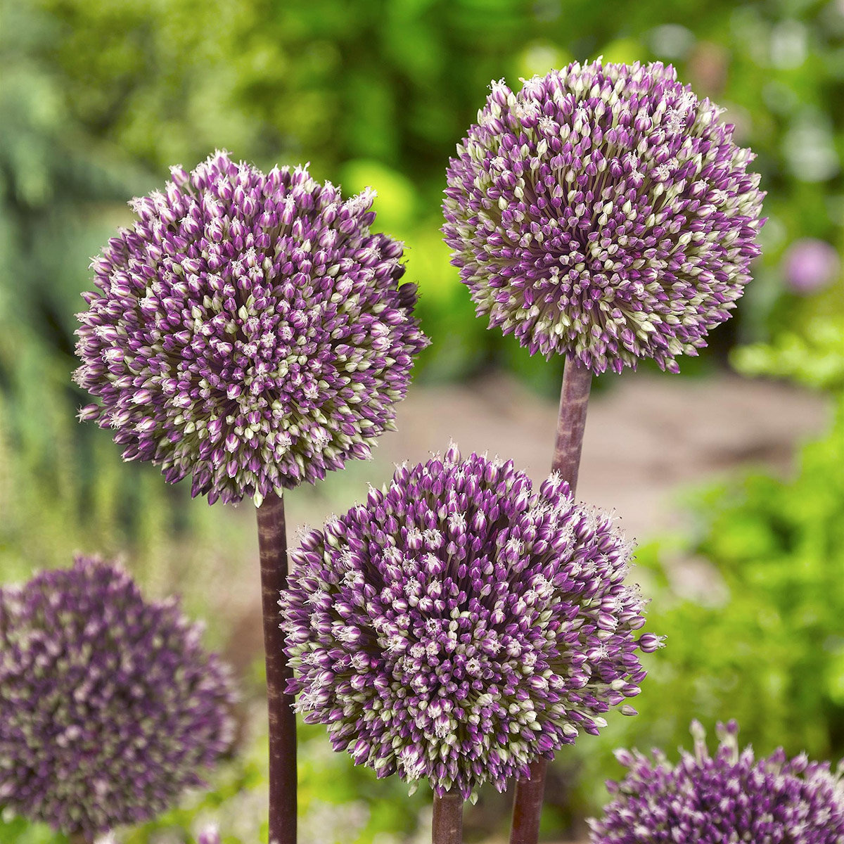 Allium X Summer Drummer Ornamental Onion | SiteOne