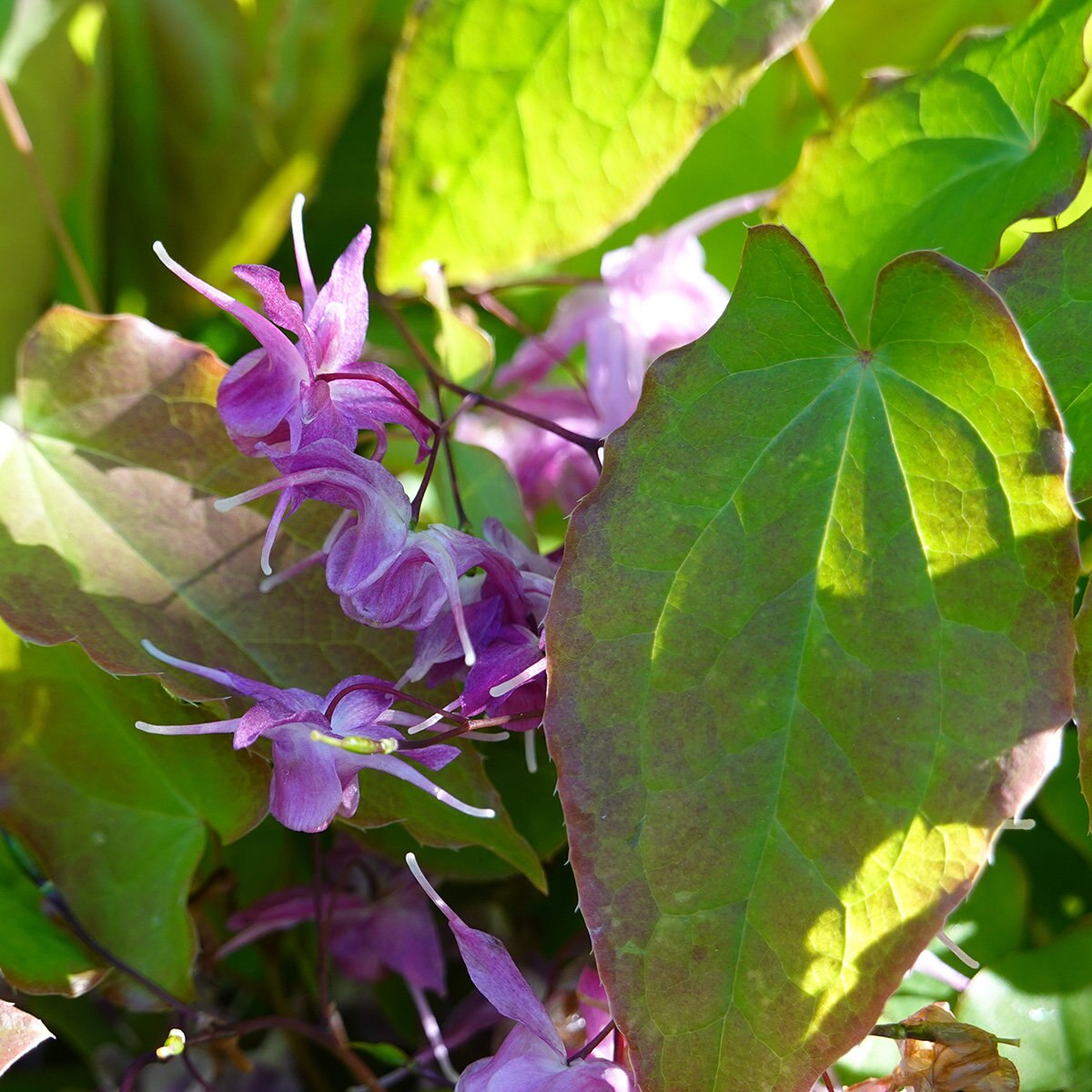 Epimedium Grandiflorum Purple Prince Barrenwort | SiteOne