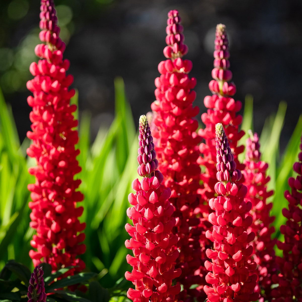 Lupinus X West Country Beefeater Lupine | SiteOne