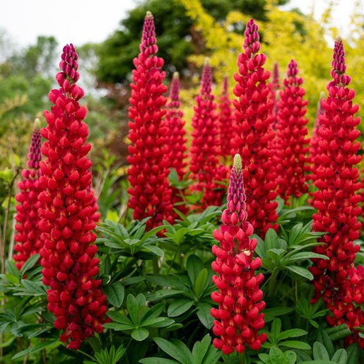 Lupinus X West Country Beefeater Lupine | SiteOne