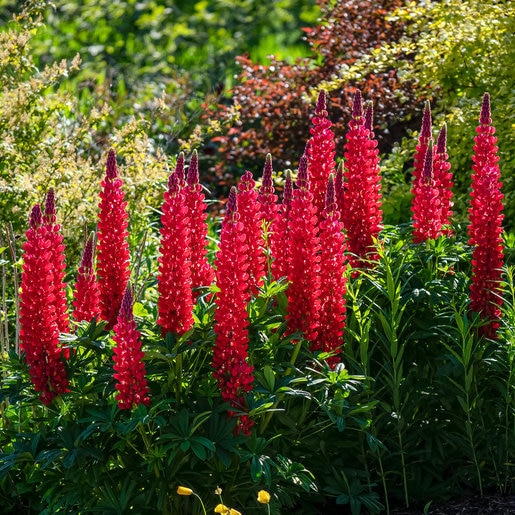 Lupinus X West Country Beefeater Lupine | SiteOne