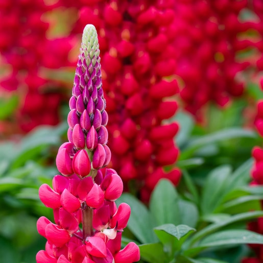 Lupinus X West Country Beefeater Lupine | SiteOne