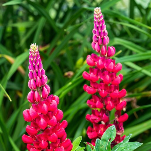 Lupinus X West Country Beefeater Lupine | SiteOne