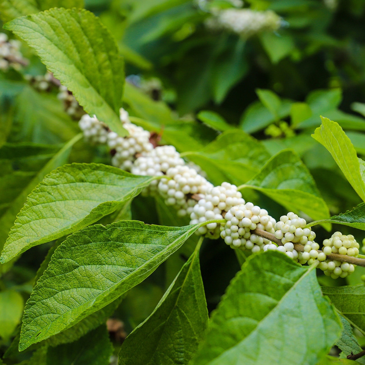 Callicarpa Americana Alba White American Beautyberry | SiteOne