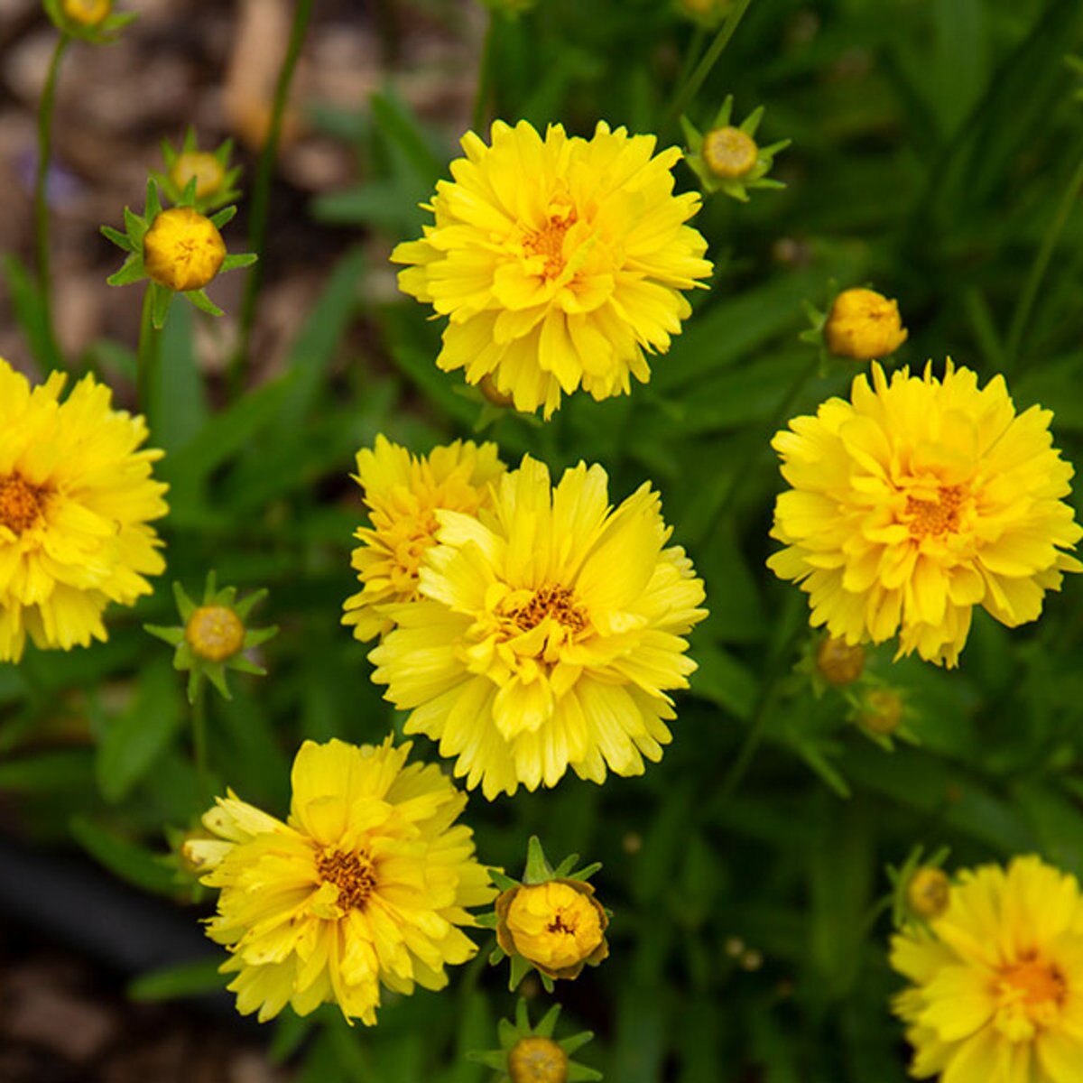 Coreopsis Auriculata Leading Lady Charlize Tickseed | SiteOne