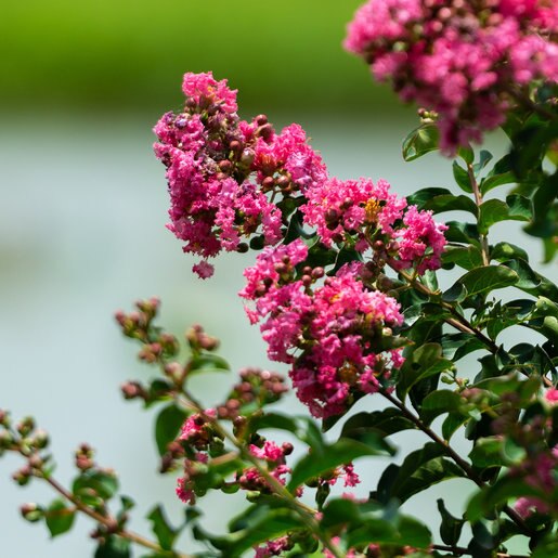 Lagerstroemia Indica Queens Lace Crape Myrtle | SiteOne