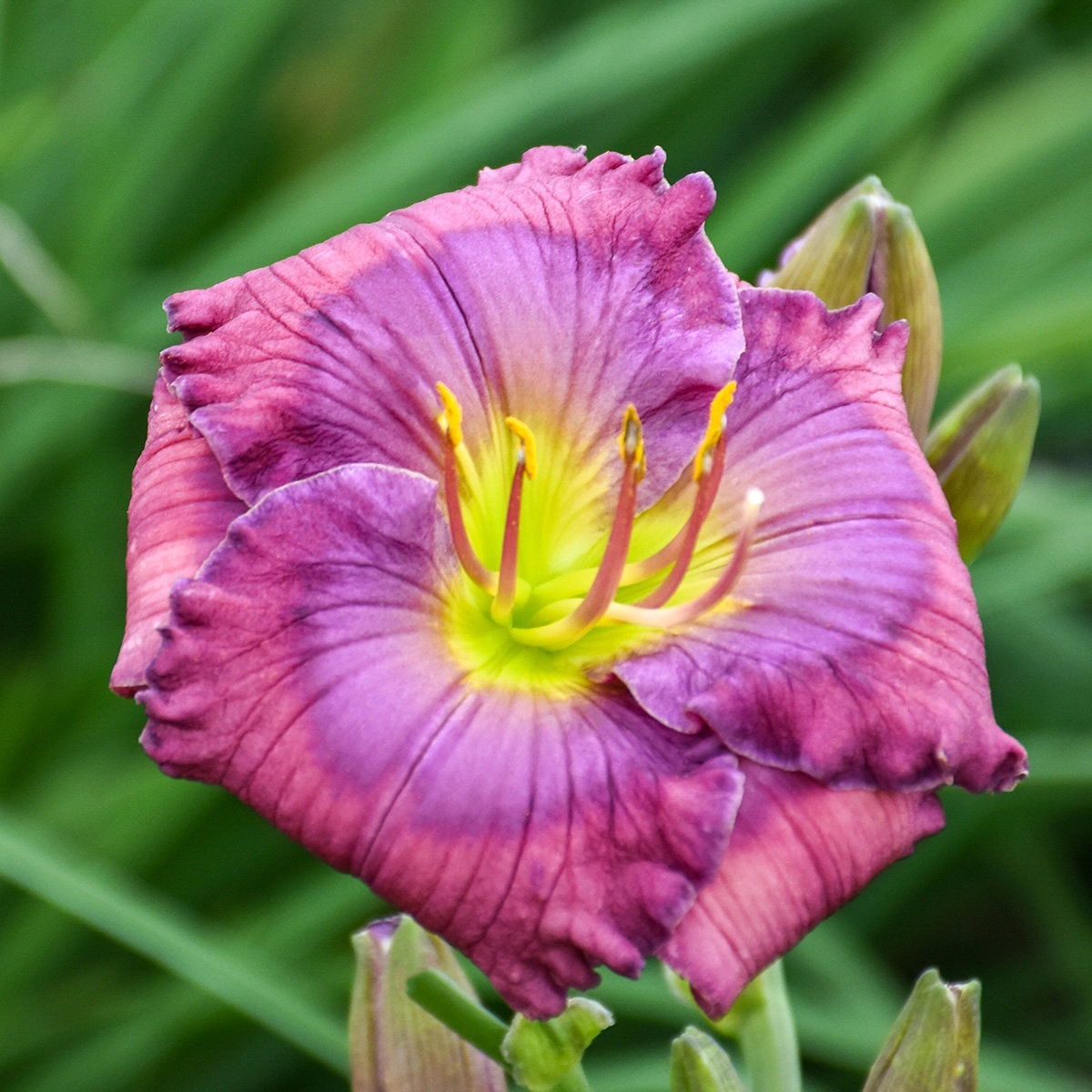 Hemerocallis X Lavender Blue Baby Daylily | SiteOne