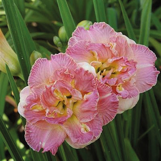 Hemerocallis X Lacy Doily Daylily | SiteOne