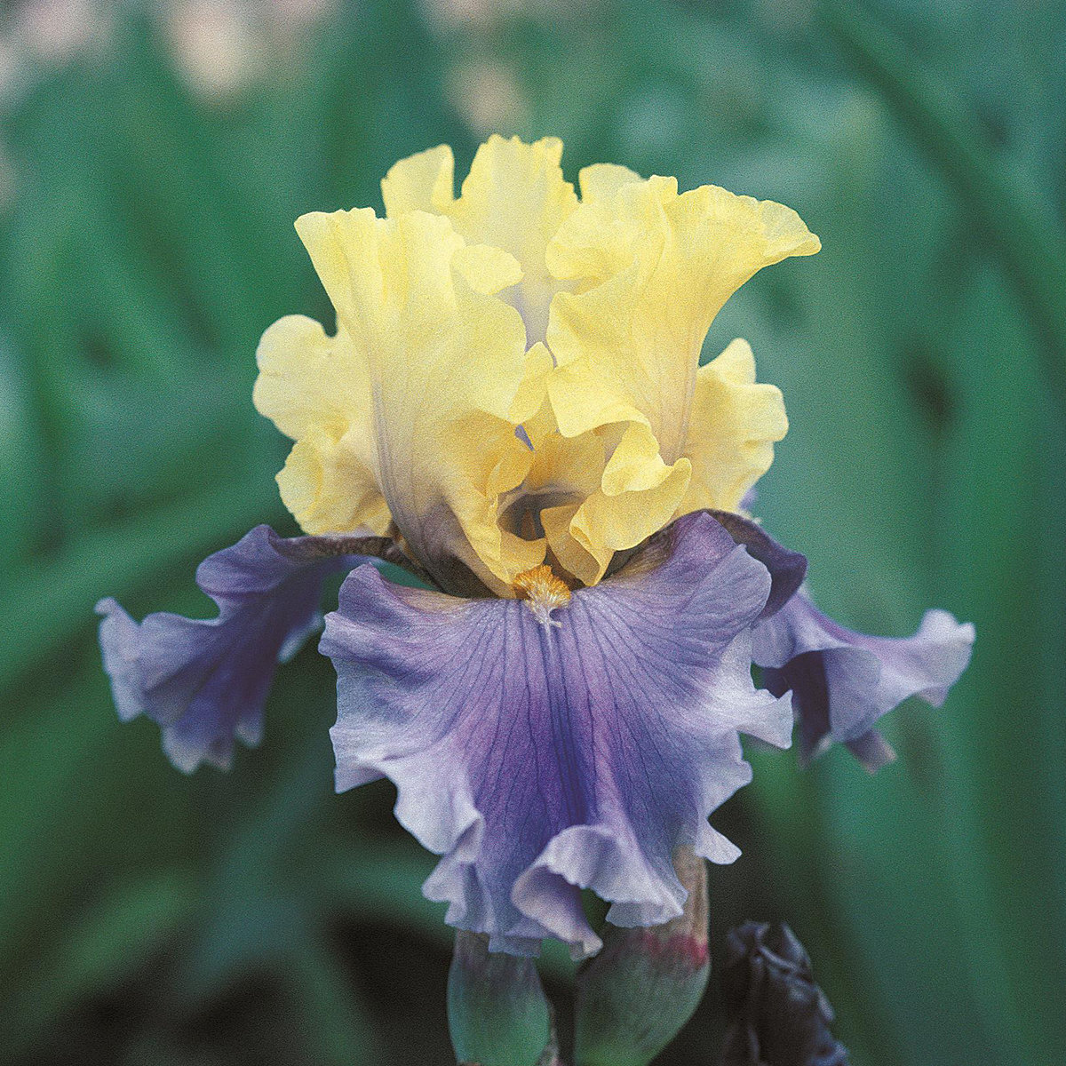 Iris Germanica Edith Wolford Tall Bearded Iris | SiteOne