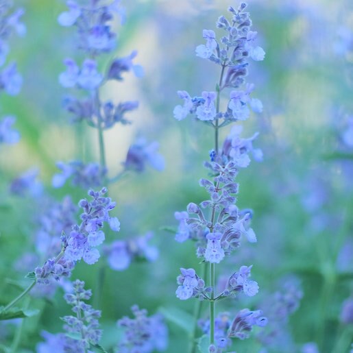 Salvia Azurea Blue Sage | SiteOne