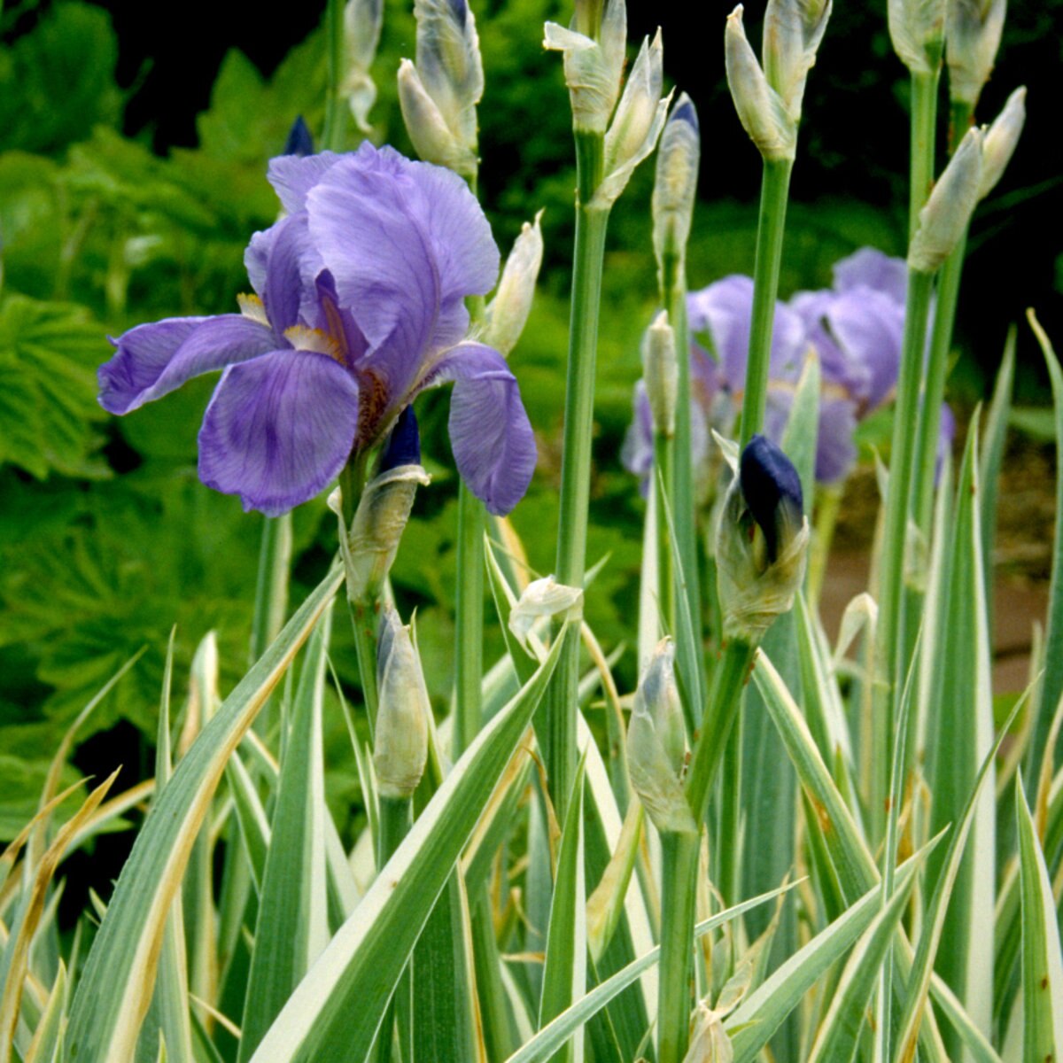 Iris Pallida Albo Variegata Zebra Iris | SiteOne