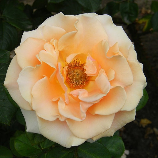 Rosa X Marilyn Monroe Hybrid Tea Rose | SiteOne