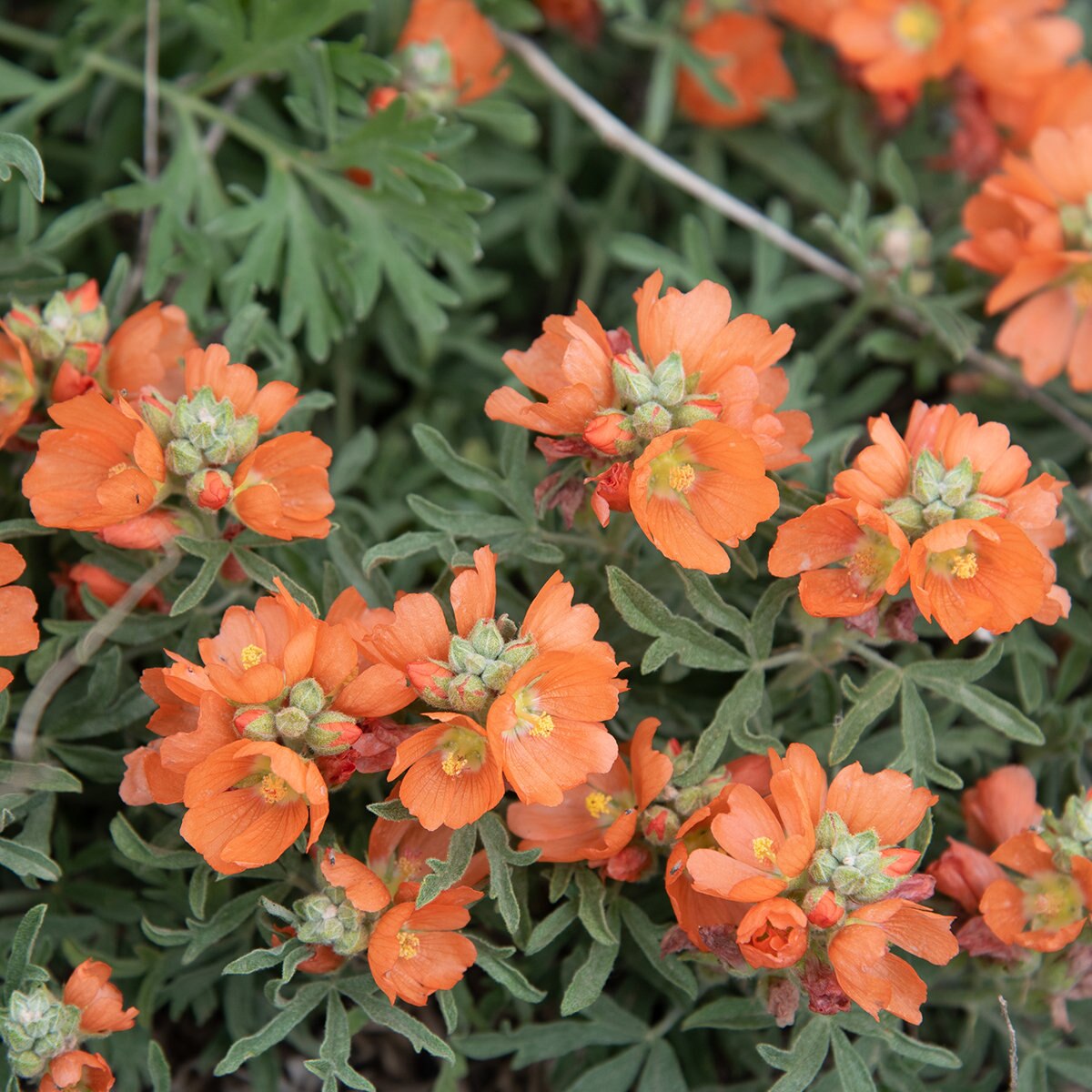 Sphaeralcea Coccinea Scarlet Globemallow | SiteOne
