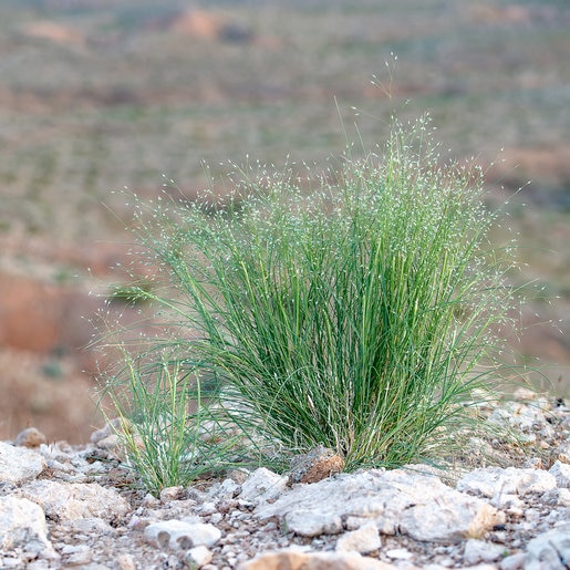 Oryzopsis Hymenoides Indian Ricegrass | SiteOne