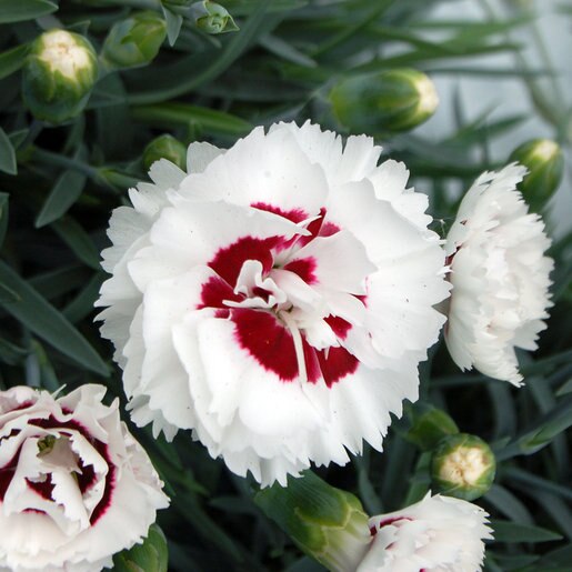 Dianthus X Scent First Coconut Surprise Pinks | SiteOne