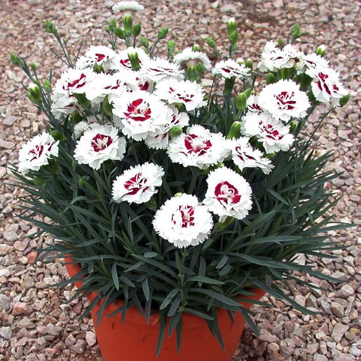 Dianthus X Scent First Coconut Surprise Pinks | SiteOne