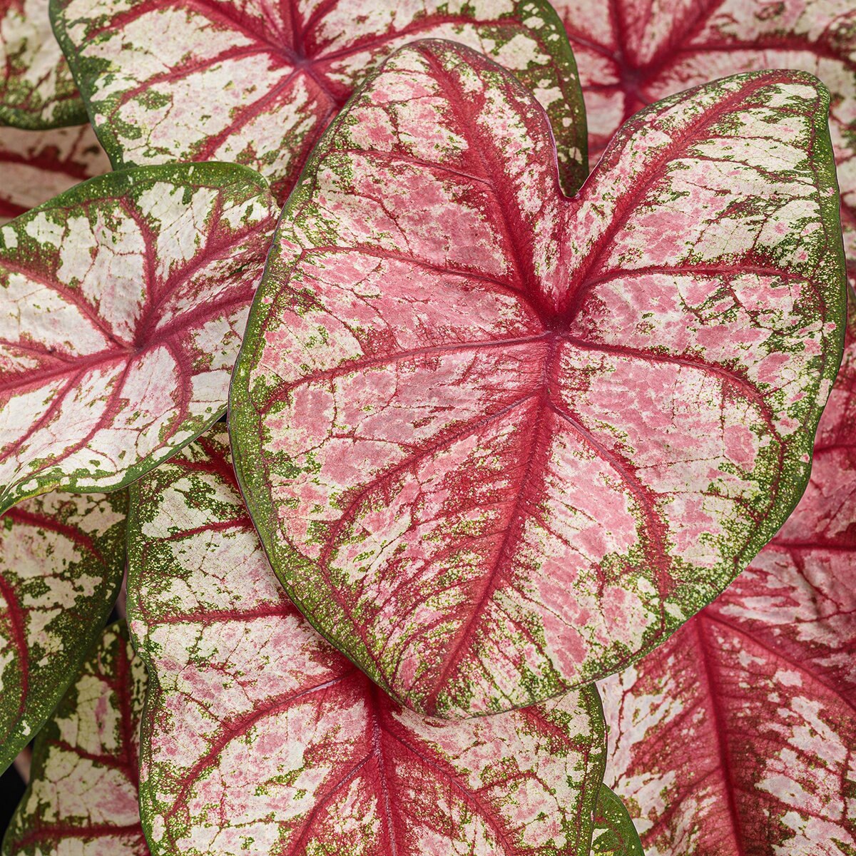 Caladium Hortulanum 'Heart to Heart Bottle Rocket' Stra | SiteOne