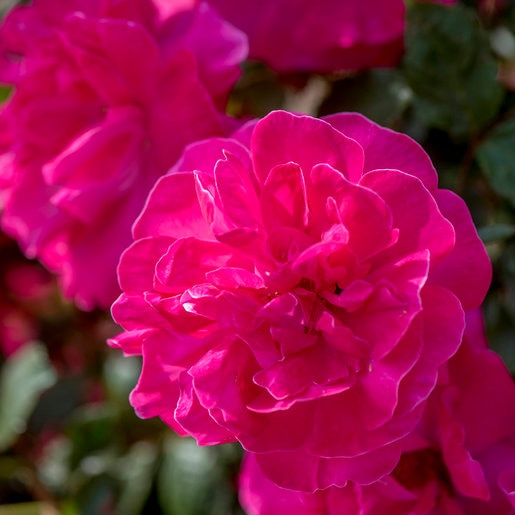 Rosa X Highwire Flyer Climbing Rose | SiteOne