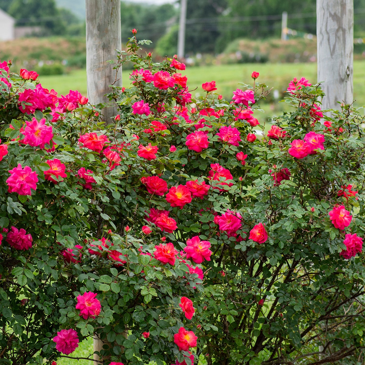 Rosa X Radwire Highwire Flyer Climbing Rose | SiteOne
