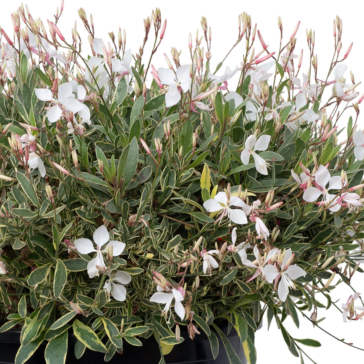Gaura Lindheimeri Walberton's Silver Fountain Gaura | SiteOne