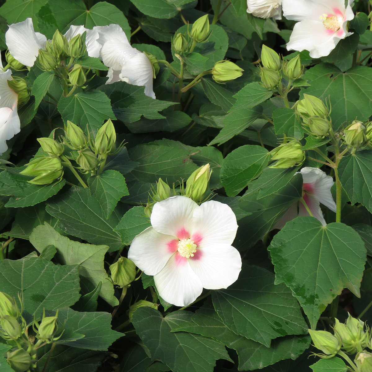 Hibiscus X Big Hit White Hardy Hibiscus | SiteOne