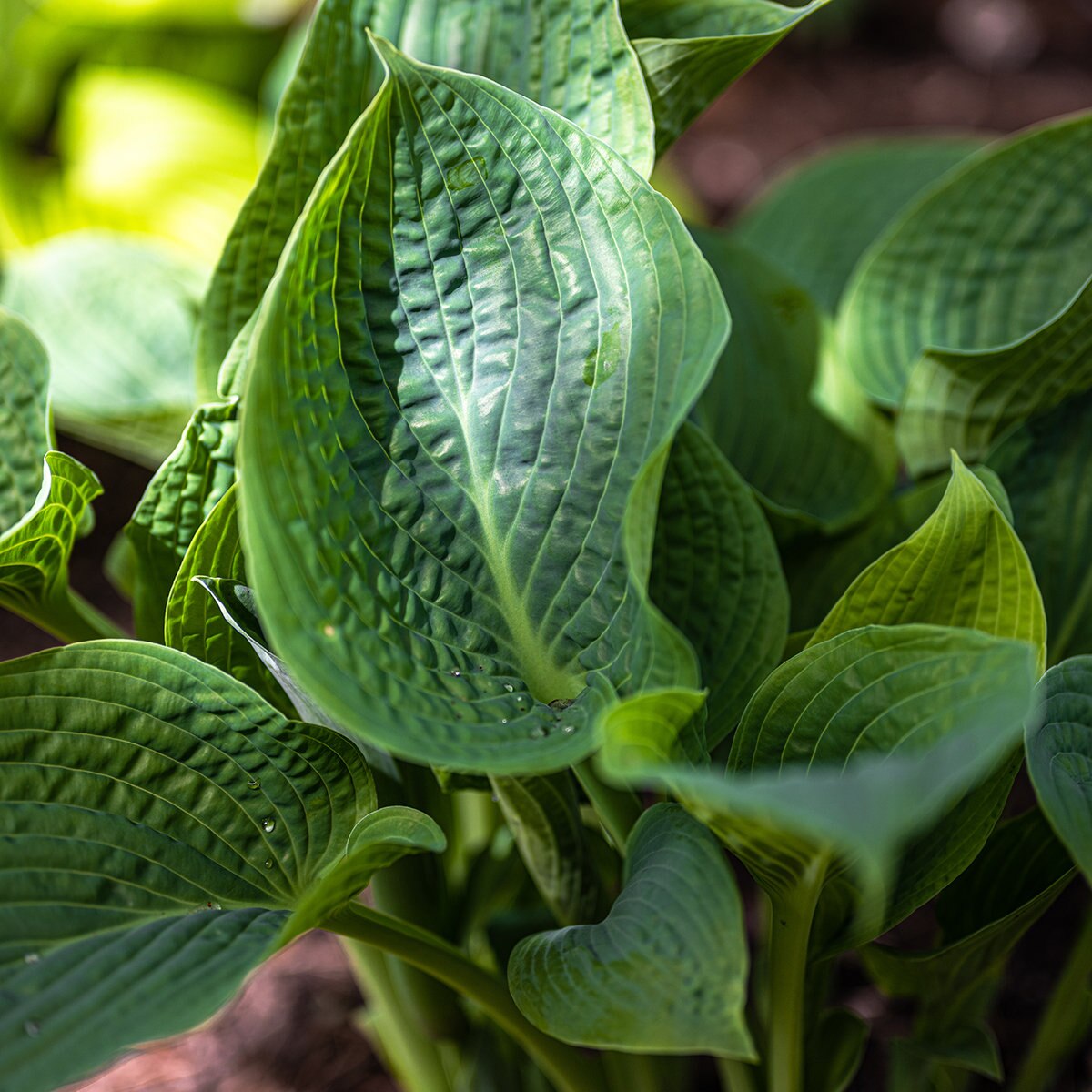 Hosta X Blue Hawaii Plantain Lily | SiteOne