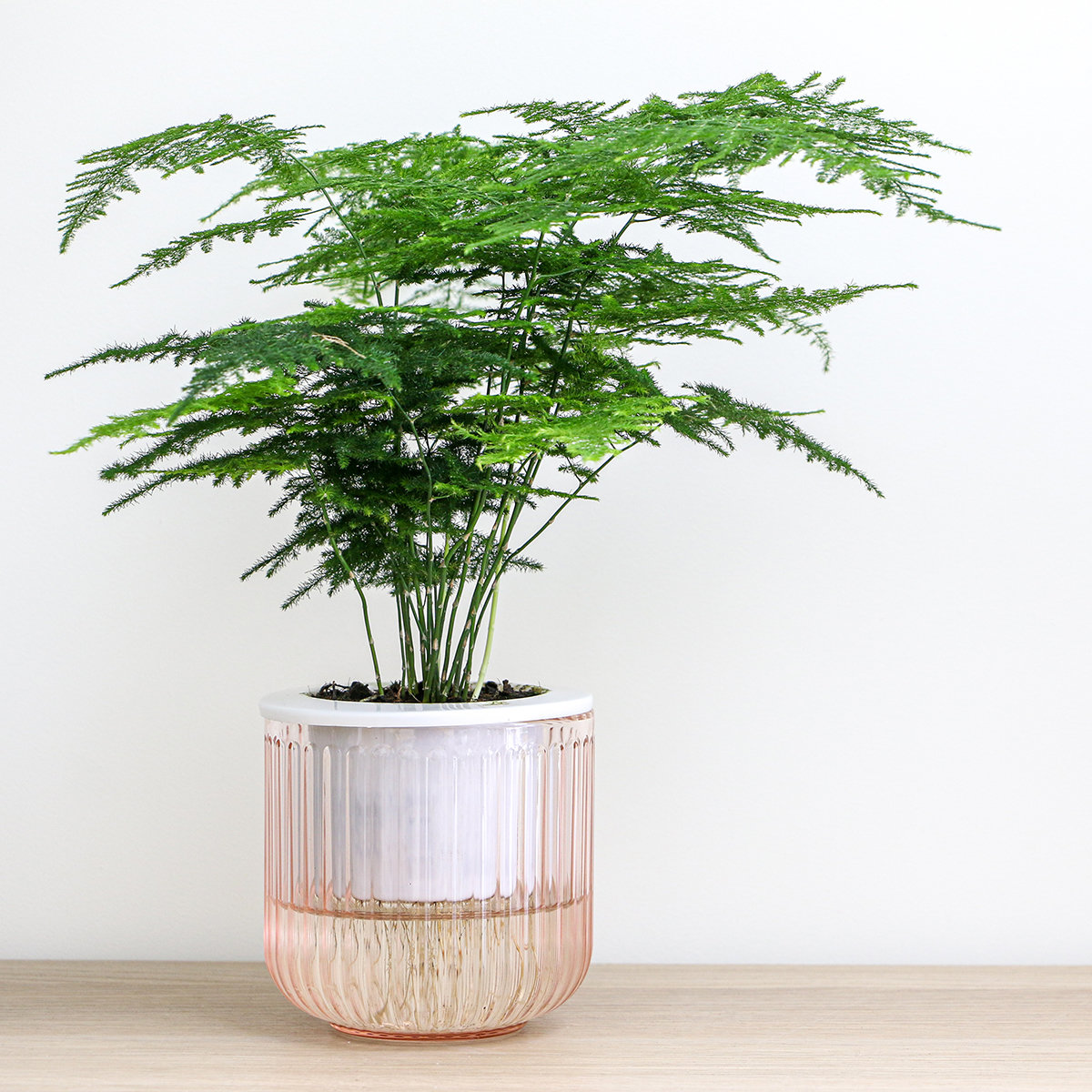 Asparagus Plumosus Plumosa Fern | SiteOne