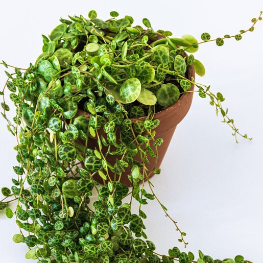 Peperomia Prostrata String of Turtles | SiteOne
