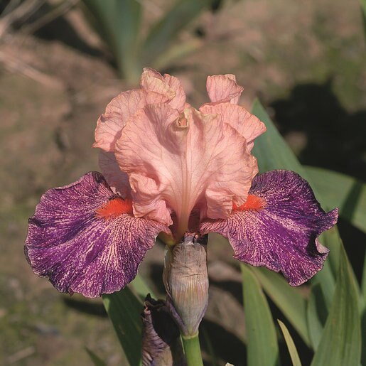 Iris Germanica 'Frisky Frolic' Intermediate Bearded Iri | SiteOne