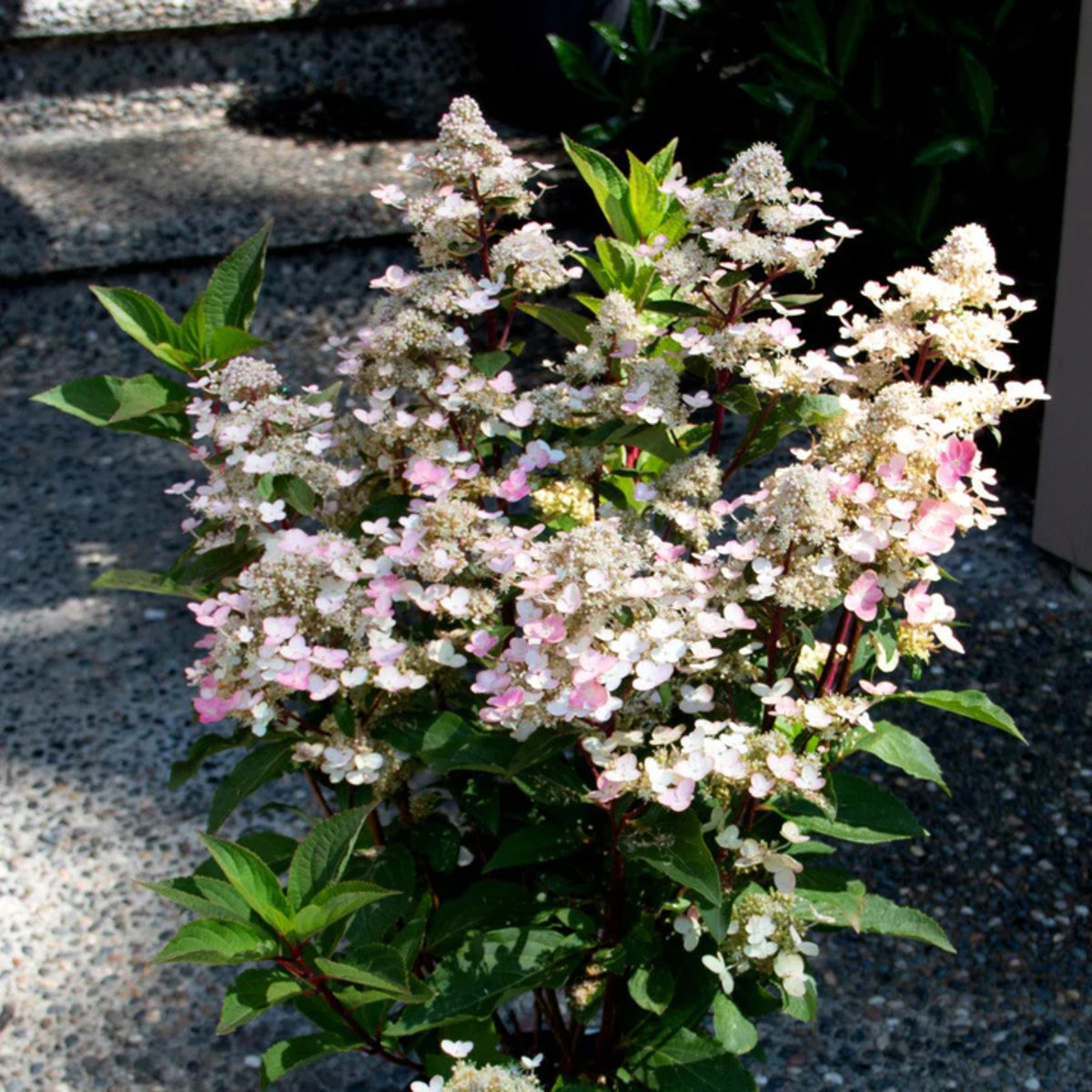 Hydrangea Paniculata Torch Panicle Hydrangea | SiteOne