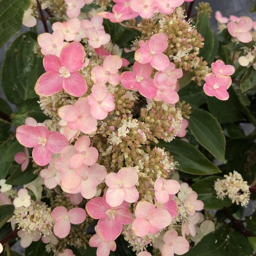 Hydrangea Paniculata Torch Panicle Hydrangea | SiteOne