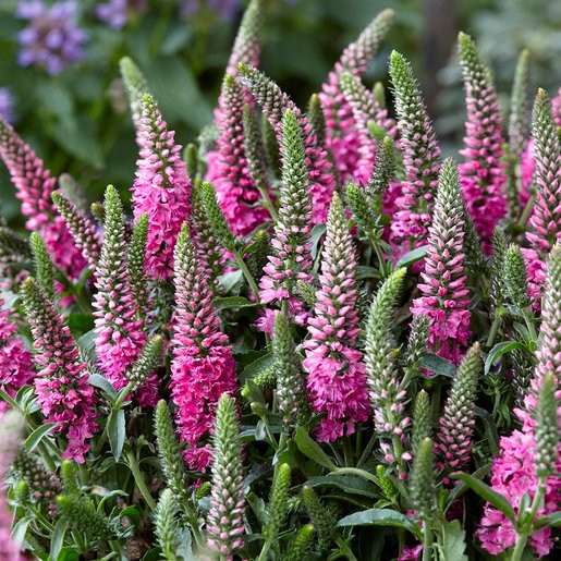 Veronica Spicata Pink Candles Speedwell | SiteOne
