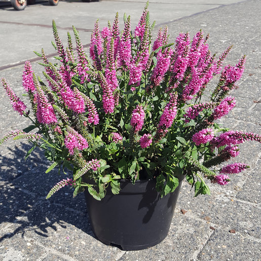 Veronica Spicata Pink Candles Speedwell | SiteOne