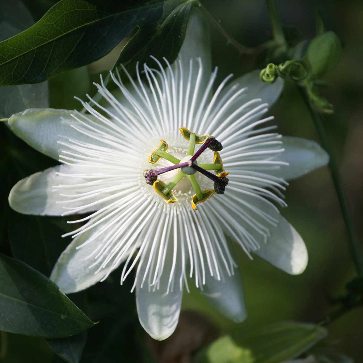 Passiflora X Riverside Snow Queen Passion Vine | SiteOne
